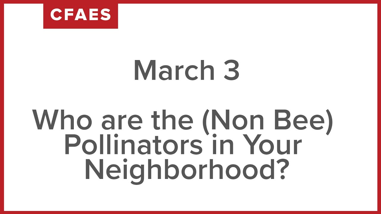 Who are the (Non Bee) Pollinators in Your Neighborhood? presented by ...