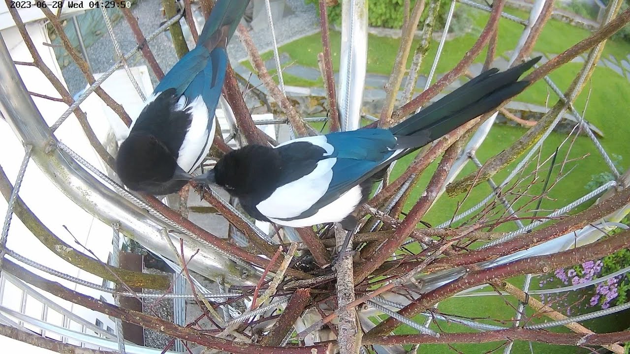 230630 magpies (and crows), late June activities - YouTube