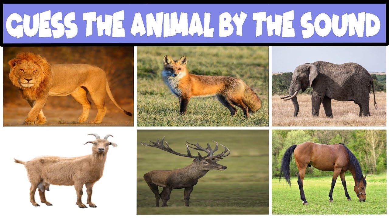 Can You Guess the Animal by Its Sound? | Fun Animal Sound Quiz for Kids ...
