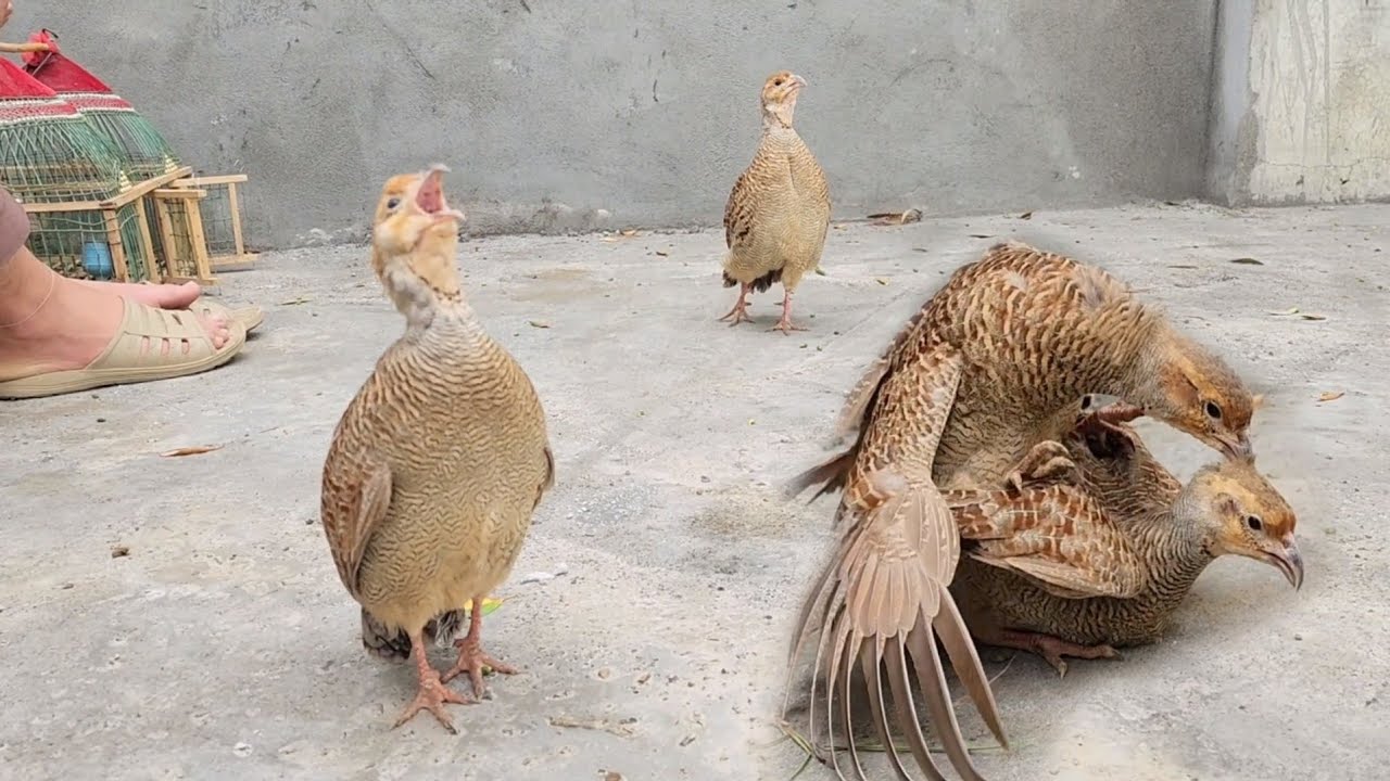 Grey Partridge Breeding - YouTube