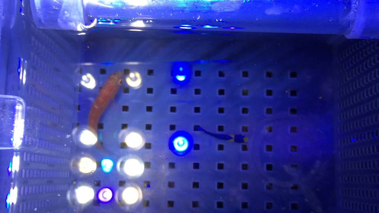 Paracentropyge venustus OKINAWA - YouTube