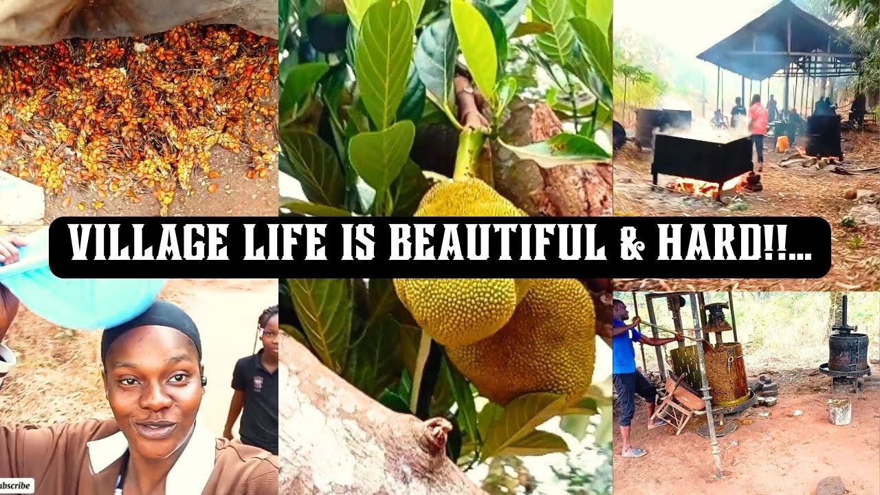 A DAY IN MY VILLAGE:HARVESTING PALM FRUITS🌴//LOCAL OIL MILL TOUR ...