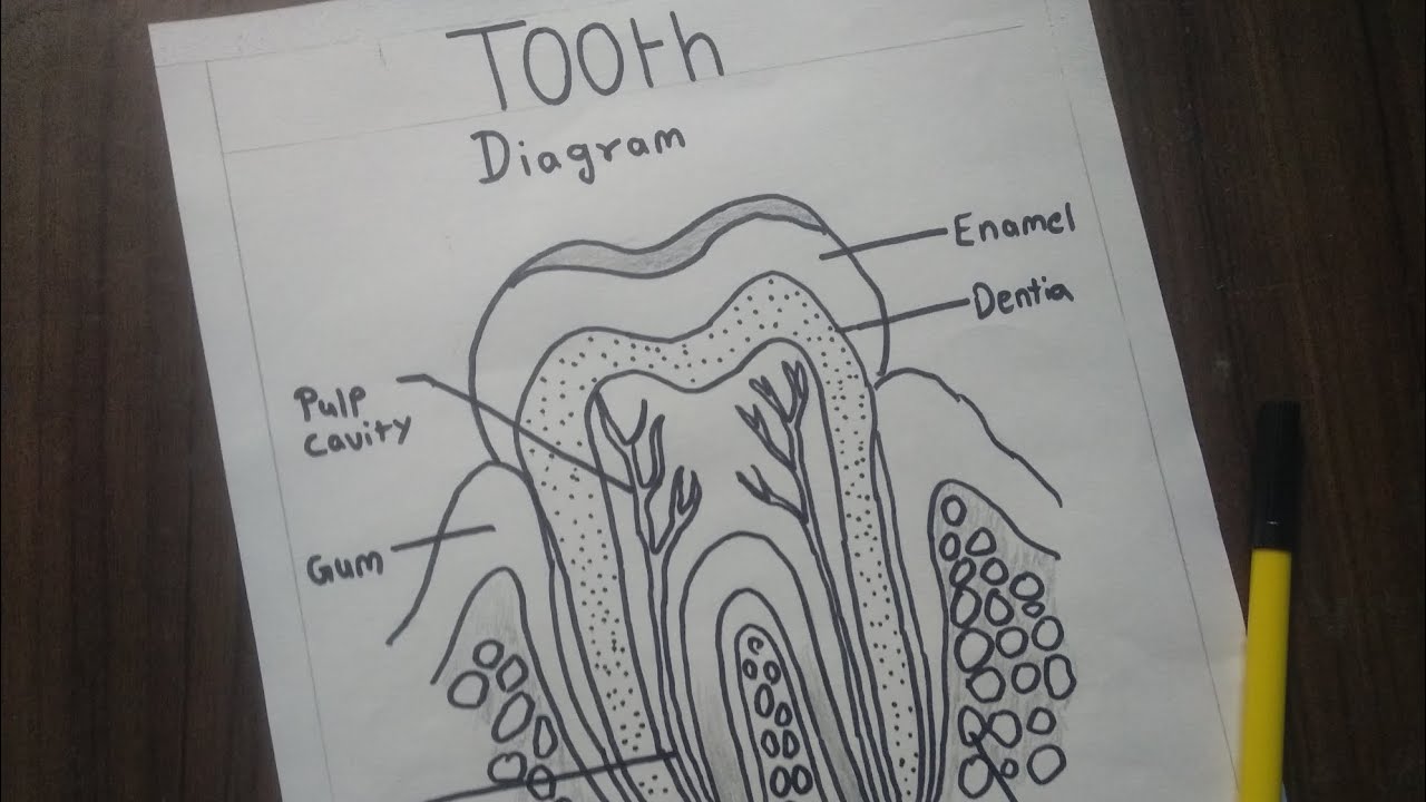 Tooth Diagram | Lable Diagram Of Tooth | Science Drawing - YouTube