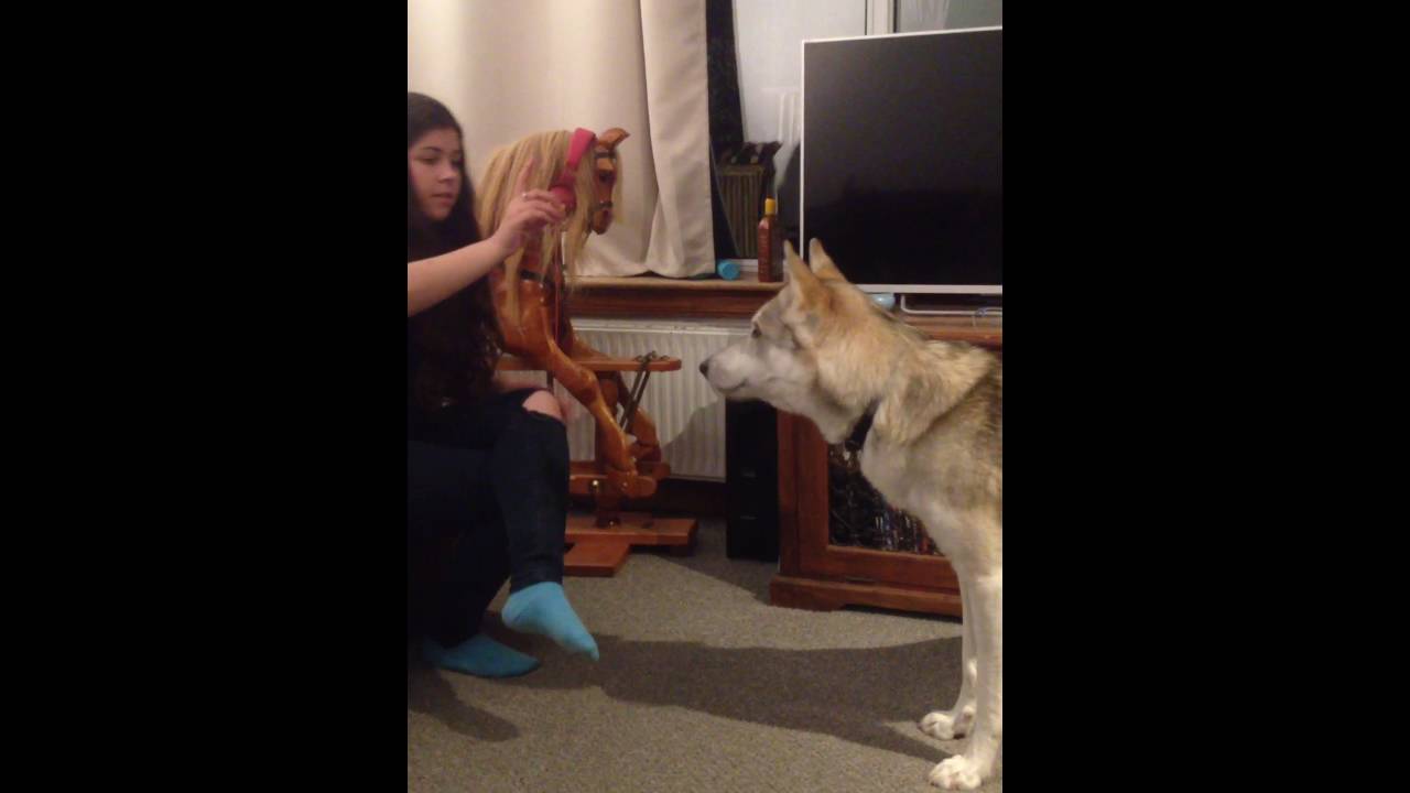 Cute dog Playing Dead - YouTube