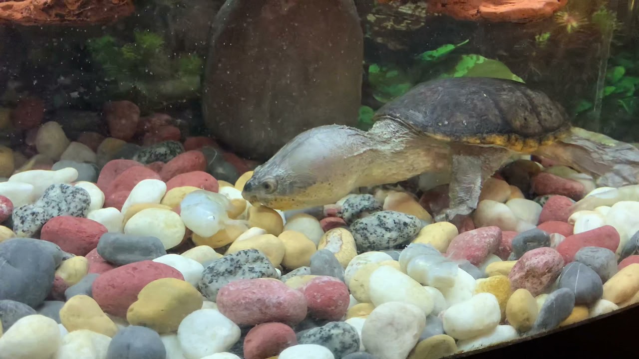 Claudius angustatus (Vampire turtle) eating shrimp - YouTube