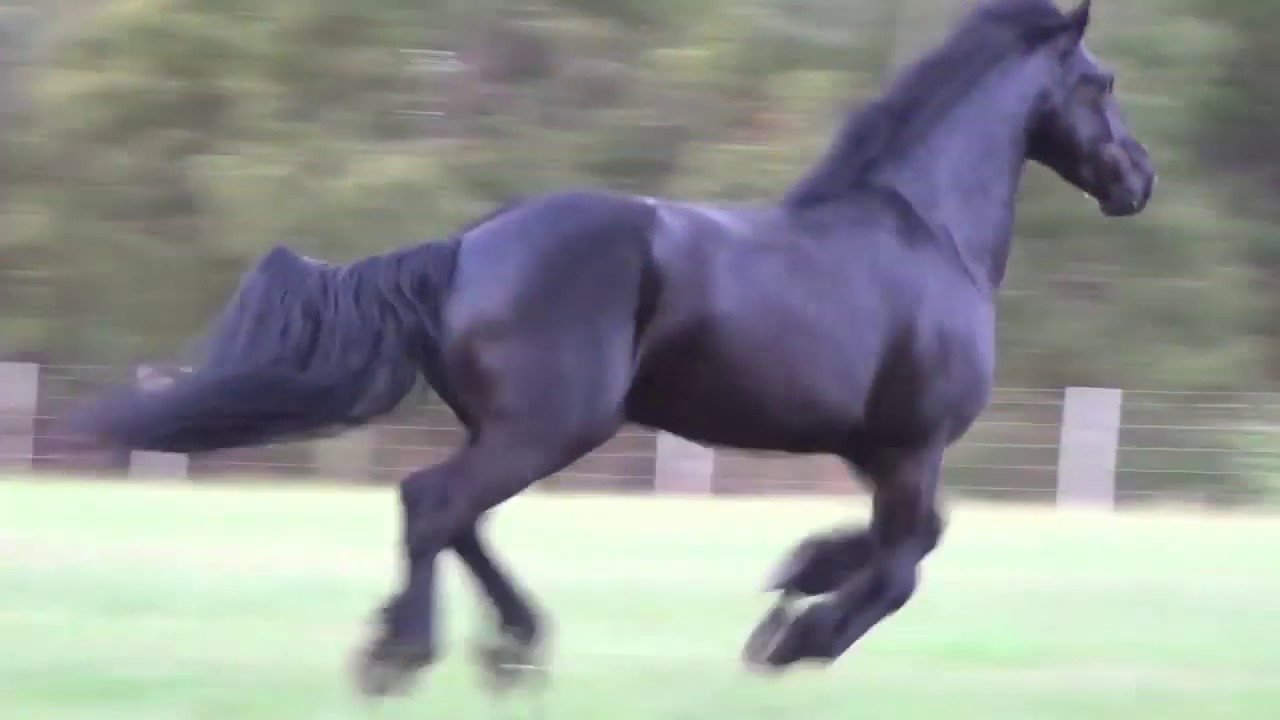BEAUTIFUL FRIESIAN HORSES : FriesianHorse.com.au - YouTube
