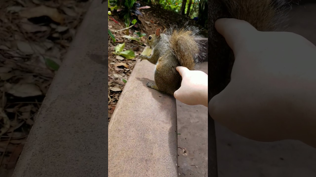 Friendly Squirrel - YouTube