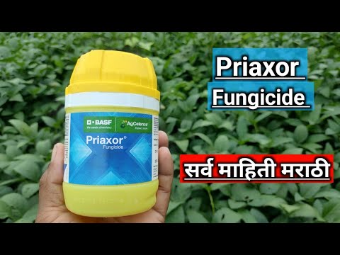 priaxor fungicide|| प्रयाक्सर बुरशीनाशक हे काय काम करते? fluxapyroxad ...