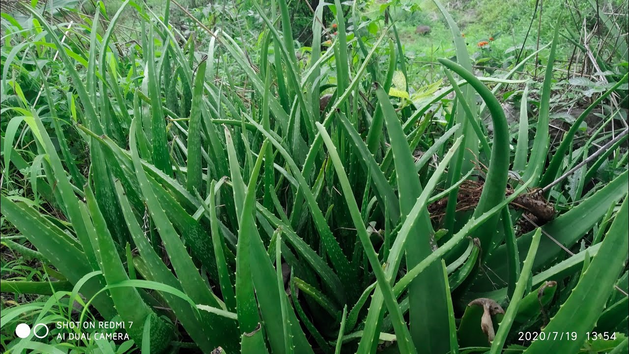 Uses of alovera plants - YouTube