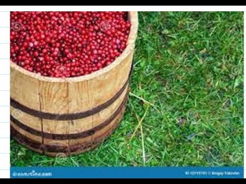 Two types of barrel units were in use in the 1920s - YouTube