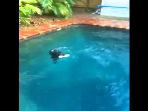 Paisley In Pool - YouTube