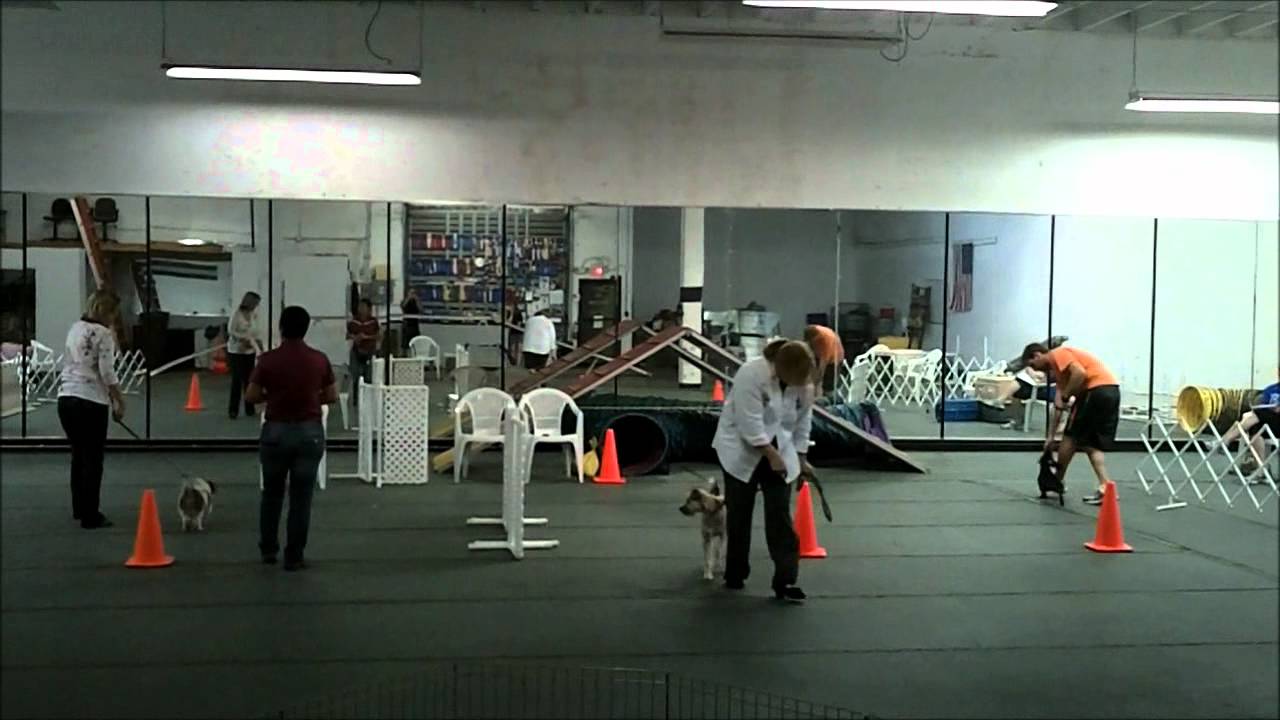 Paws in Motion Workshops: First Impressions - By Sheyla Gutierrez CPDT ...