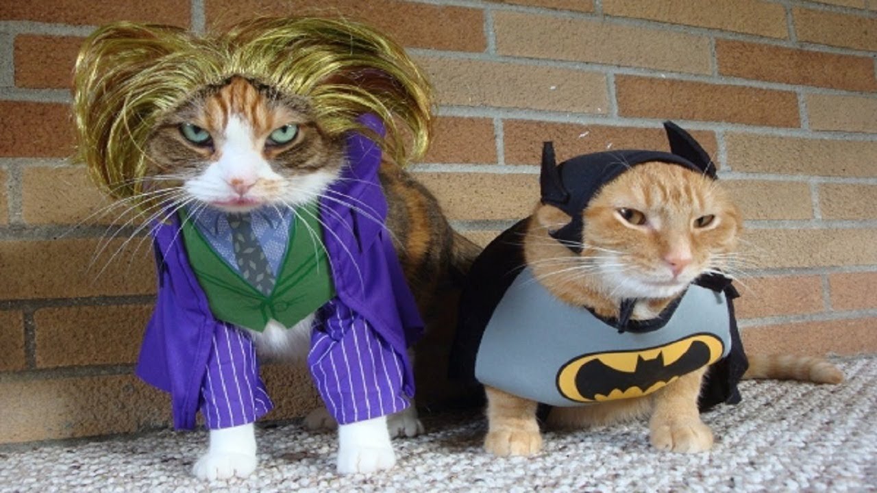 funny disguised cats in costumes -Funny fails videos FFV - YouTube