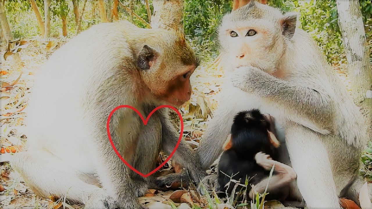 Why This Pregnancy Monkey Follow Baby and His Mom, Daily Primitive ...