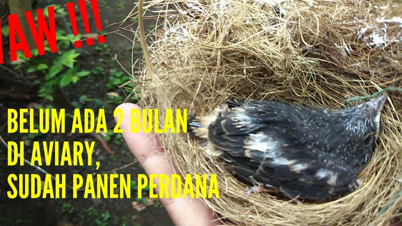 Ternak burung decu di aviary !!! - YouTube
