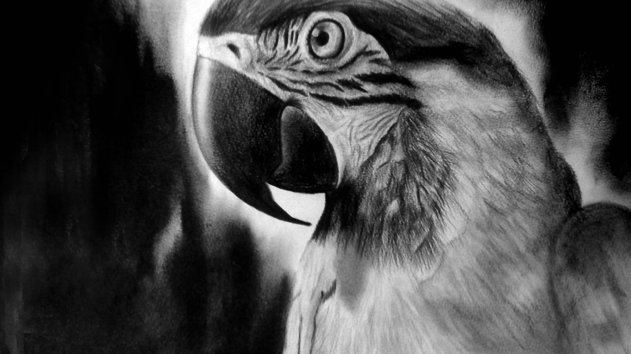 Dibujando un loro a lápiz y lapicero | Drawing a parrot with pencil HD ...
