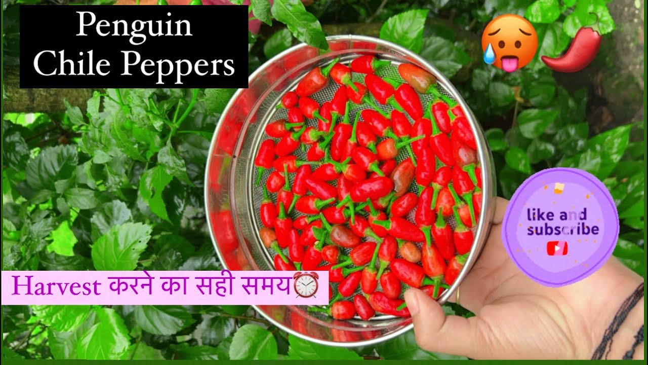 Penguin Chile Pepper🌶️🌶️| Harvest करने का सही समय। मेरा किचन गार्डन ...