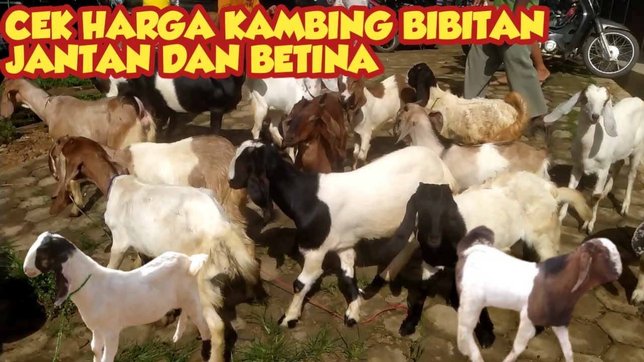 CEK HARGA KAMBING BIBITAN JANTAN DAN BETINA - YouTube