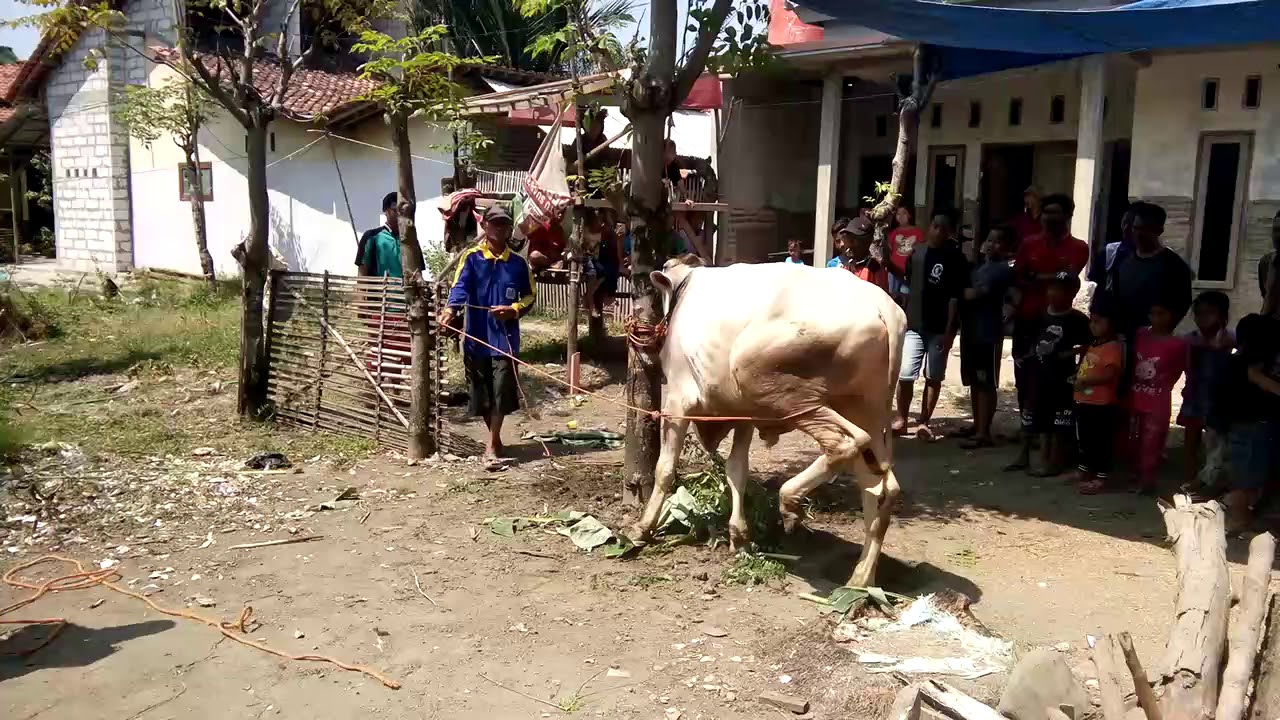 SAPI NANGIS - YouTube