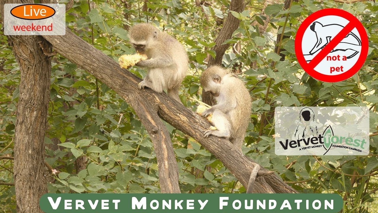 "Baby Monkeys can we spot them with their foster moms " - YouTube