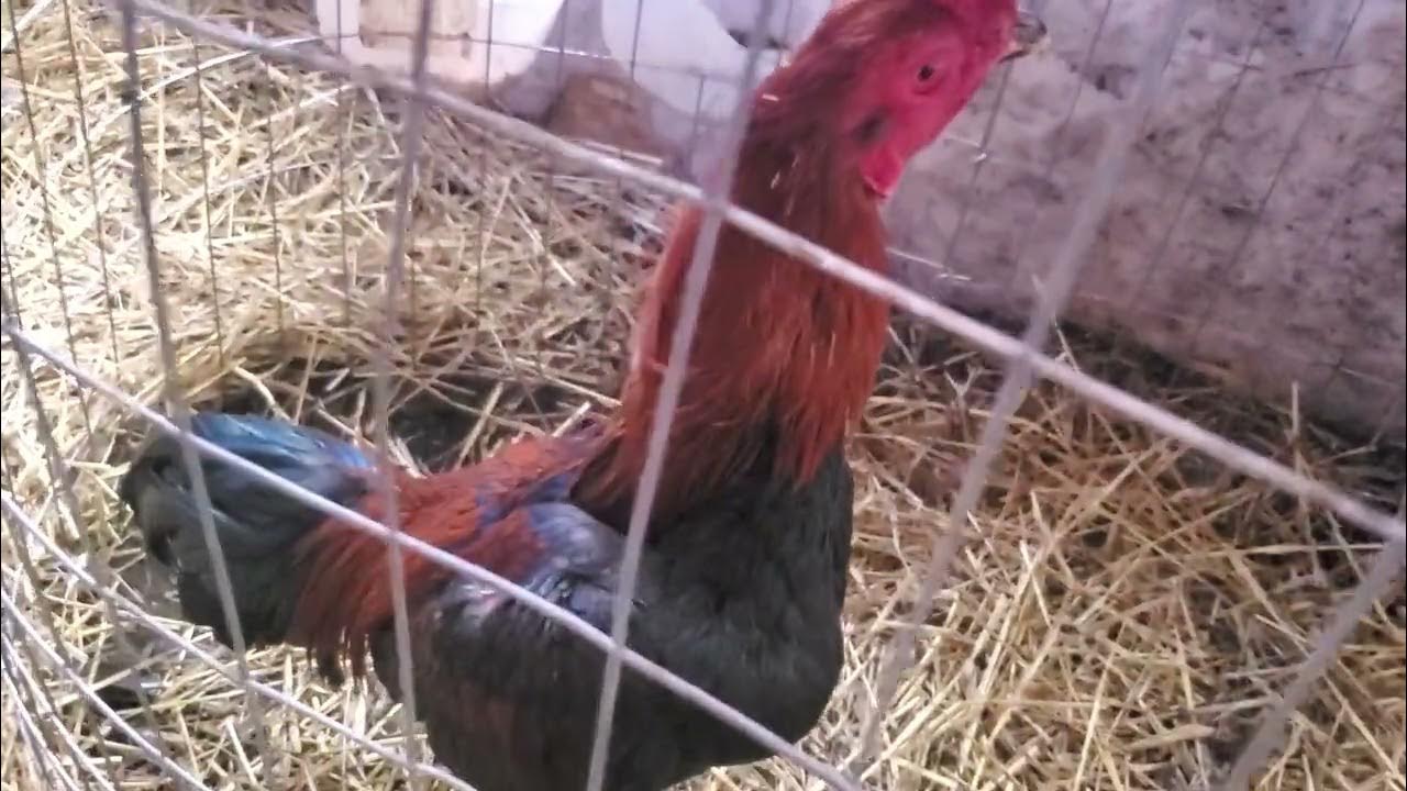 poj qaib thai noob qaib ej - YouTube