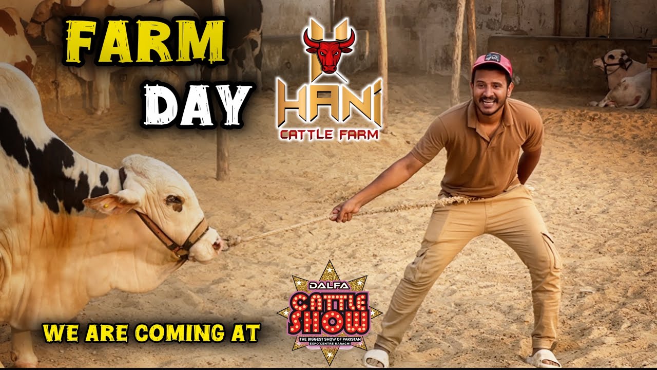 Qurbani 2025 | available for sale | Hani cattle farm | Hammad Khalid ...
