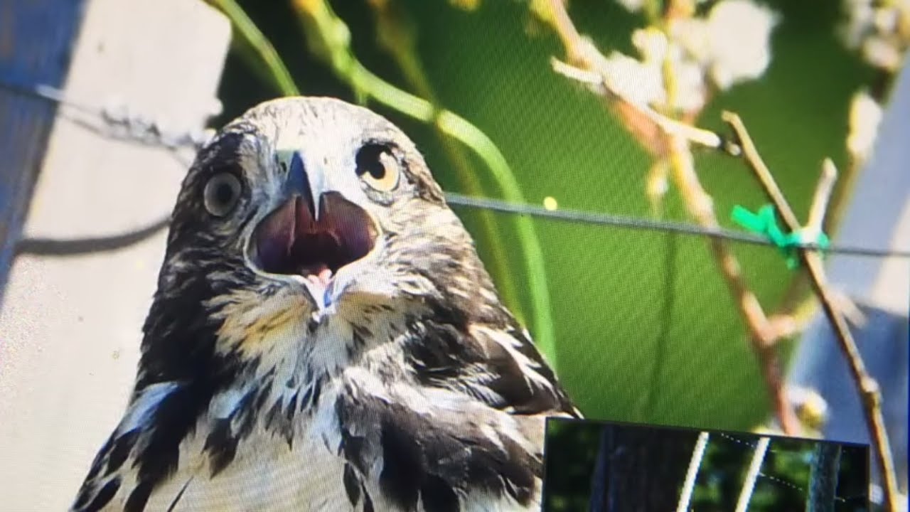 The famous little hawk beautifully close - Sidney eagle nest - YouTube