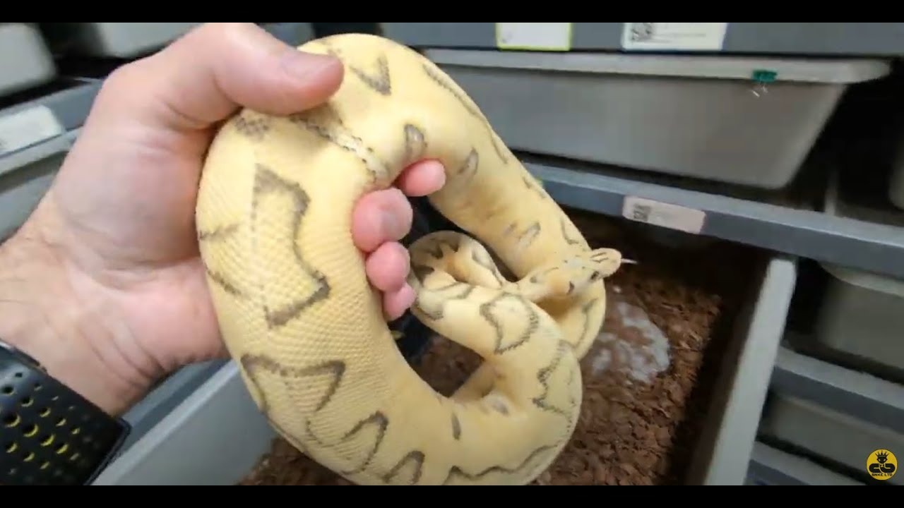 Healthy Mom, Healthy Babies: Protecting Your Female Ball Python During ...