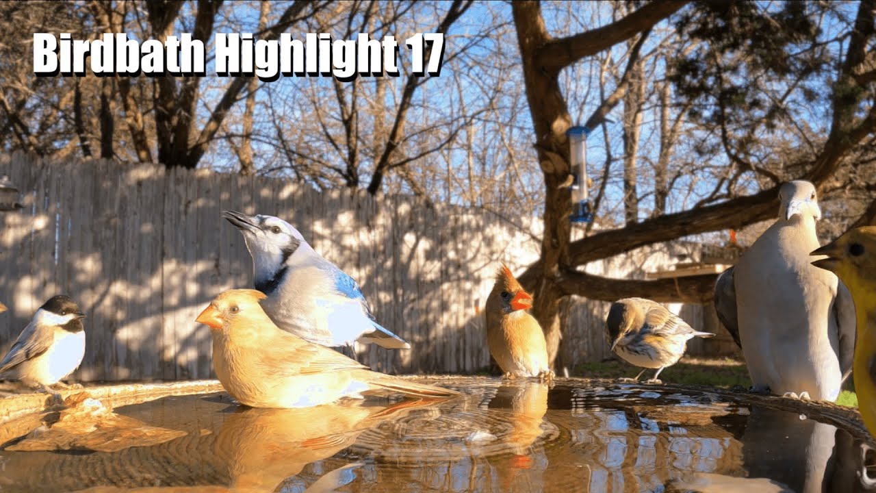 Birdbath Highlight 17 🛁💦 2 Hours of Birds Chirping and Drinking! - YouTube