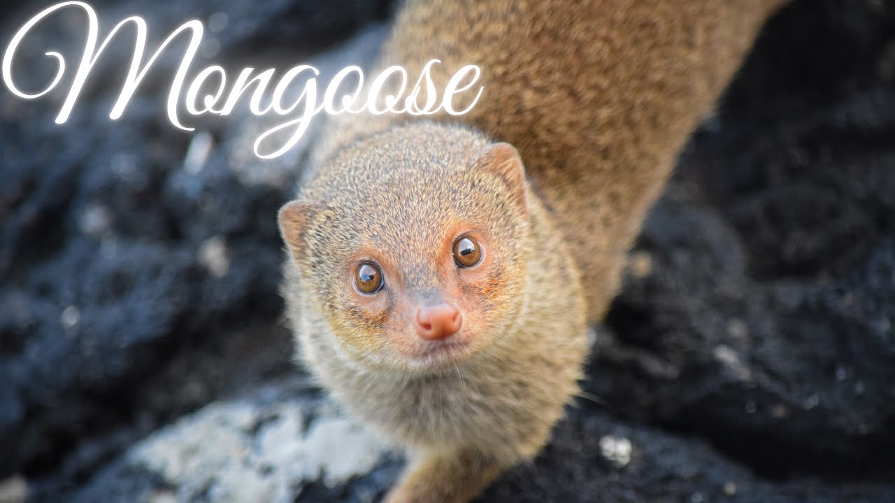 Animals for kids | Mongoose | Wildlife for kids - YouTube