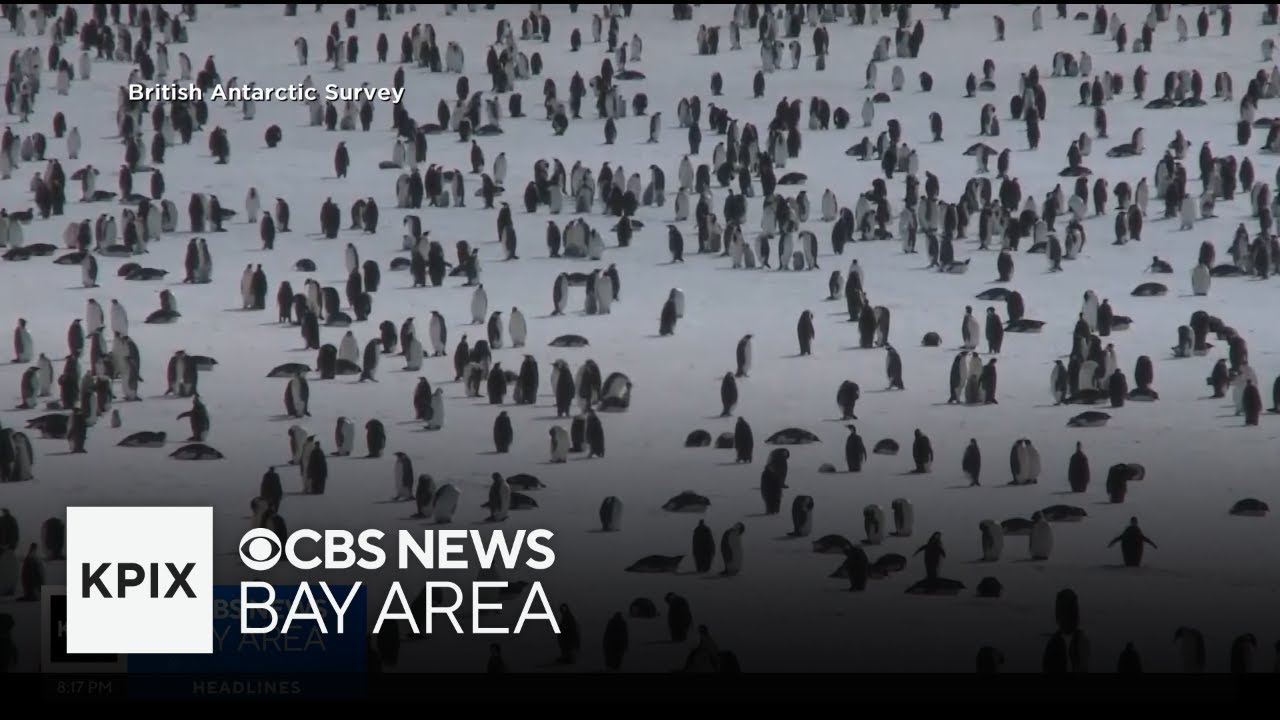 Earth's emperor penguin population plunges, new report shows - YouTube