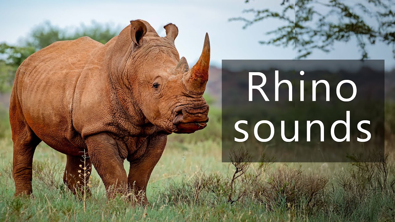 The powerful sounds of white rhinoceros - YouTube