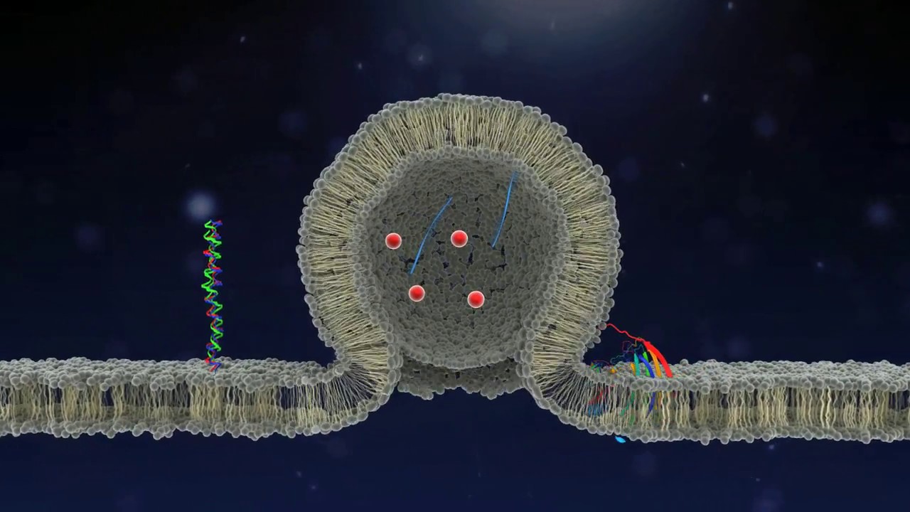 MicroRNA exocytosis by large dense-core vesicle fusion - YouTube