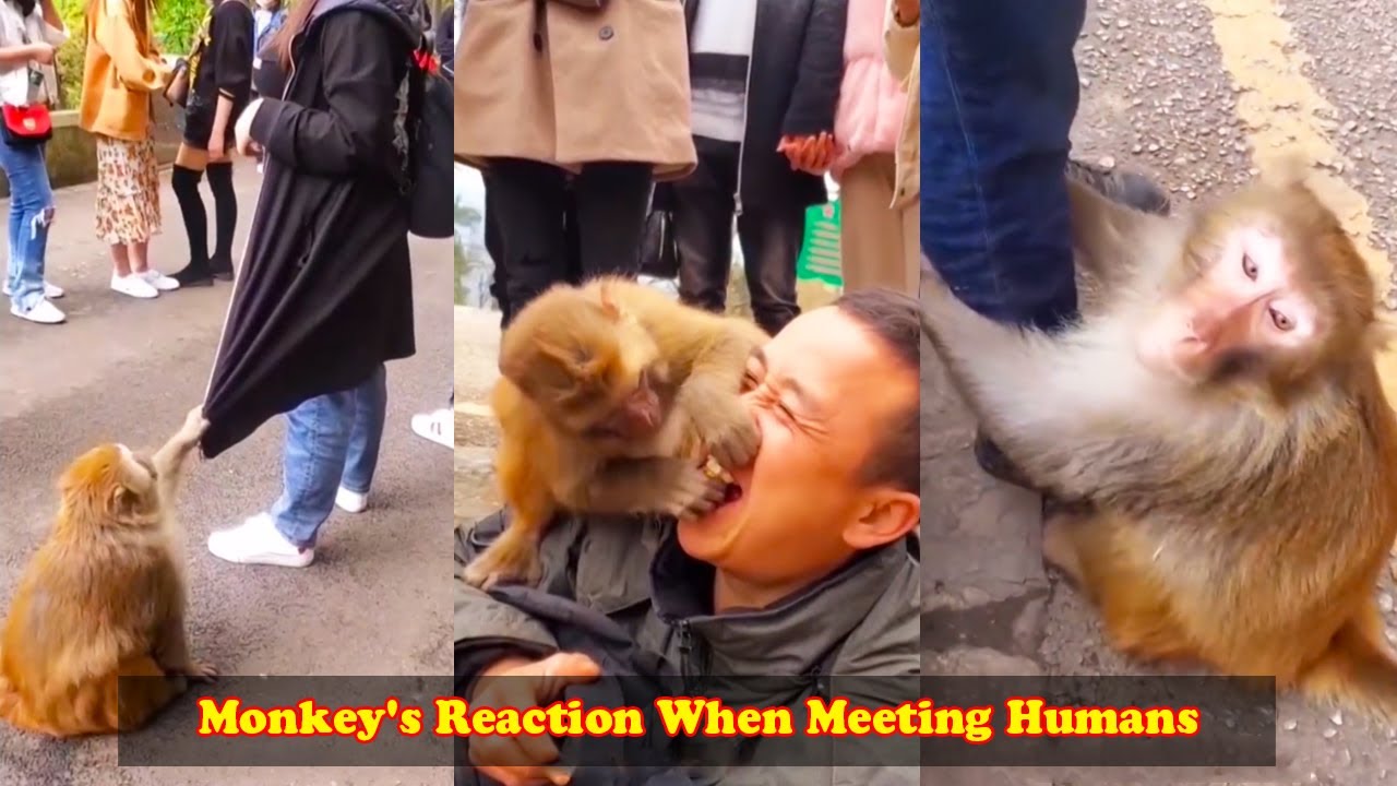 So Funny!! Monkey's Reaction When Meeting Humans 😂 - YouTube
