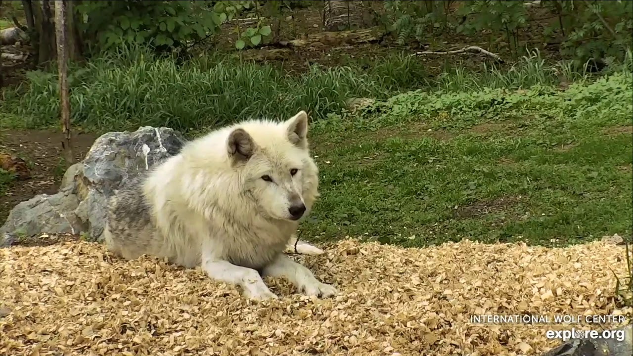 2020-05-29 - Playful Wolves, and Denali Closeup - YouTube