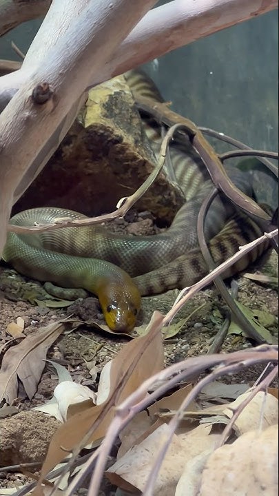Woma Python - San Diego Zoo 6/12/22 - YouTube