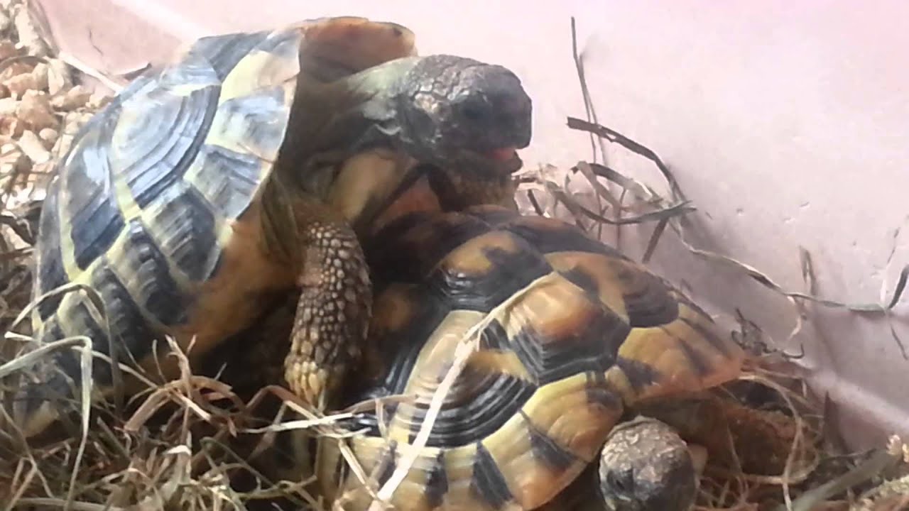 Fucking turtles - YouTube
