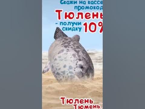 ха-ха пухлый тюлень мягкий тюлень тюлень - YouTube