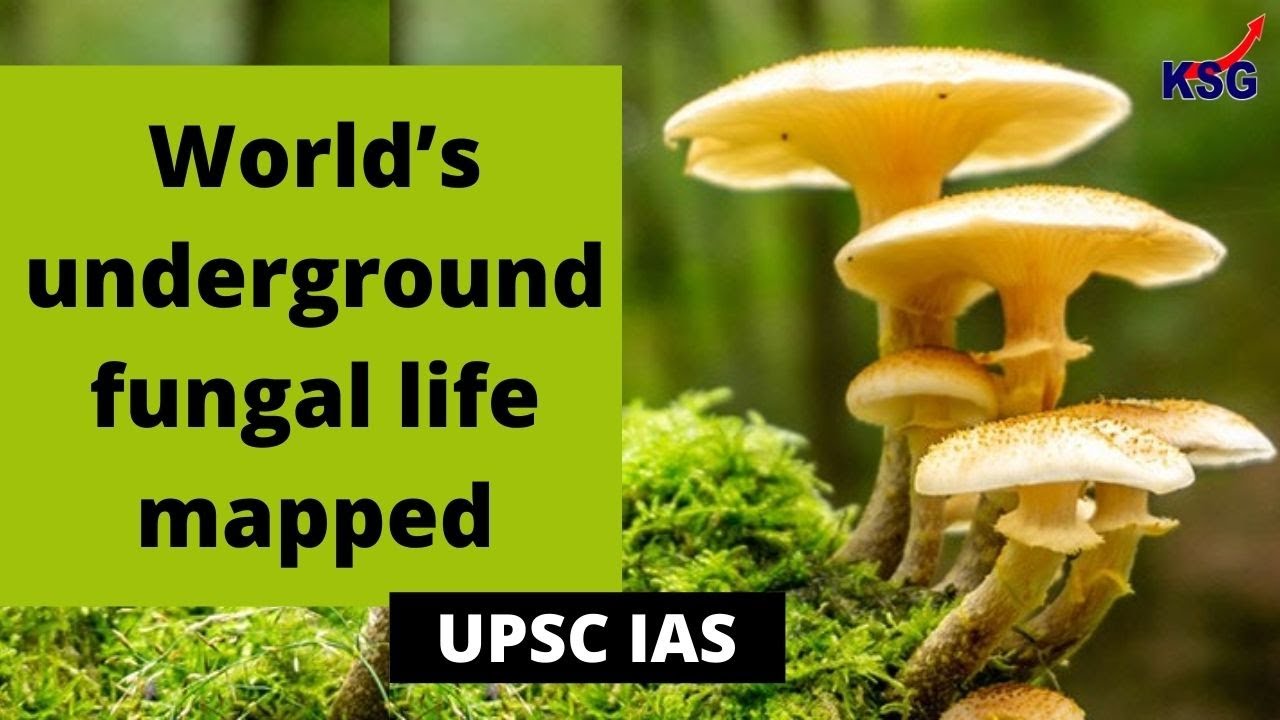 KSG Explainer - World’s vast networks of underground fungi to be mapped ...