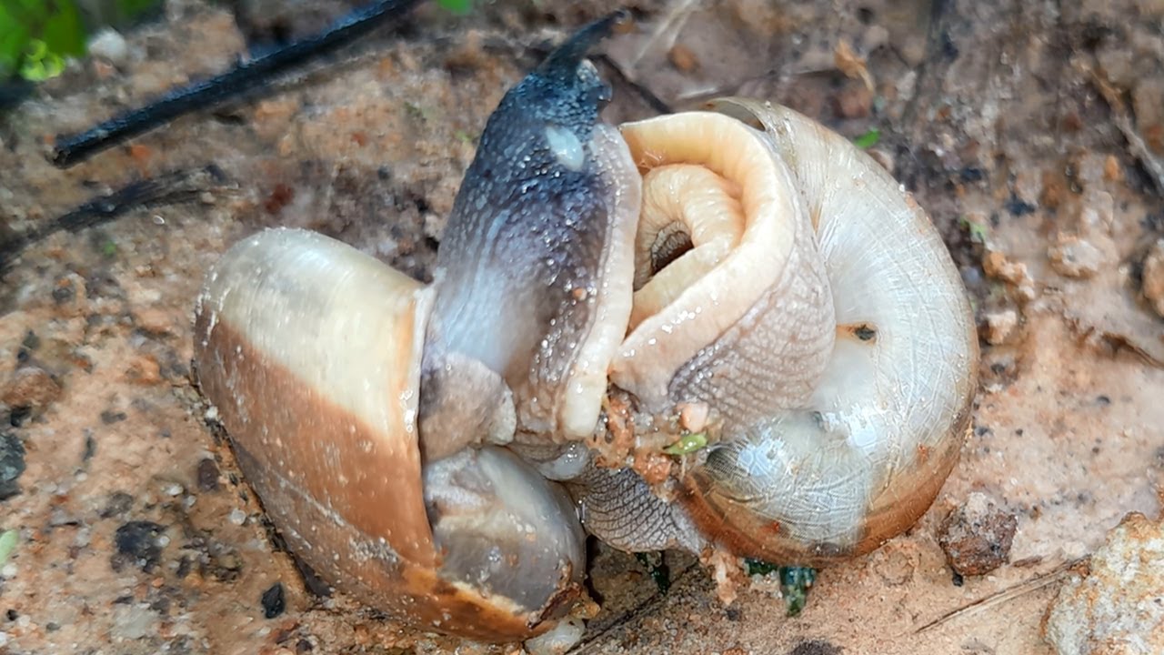 Do you Believe Super Sized Snails Or Small Snails Can Breeding - YouTube