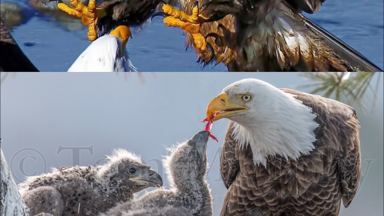 Eagle to eagle fight for prey and Giant Eagle throws a goat alive from ...