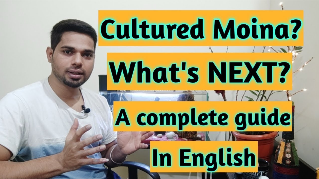 How to culture Moina? Successfully? End to end guide || In English ...