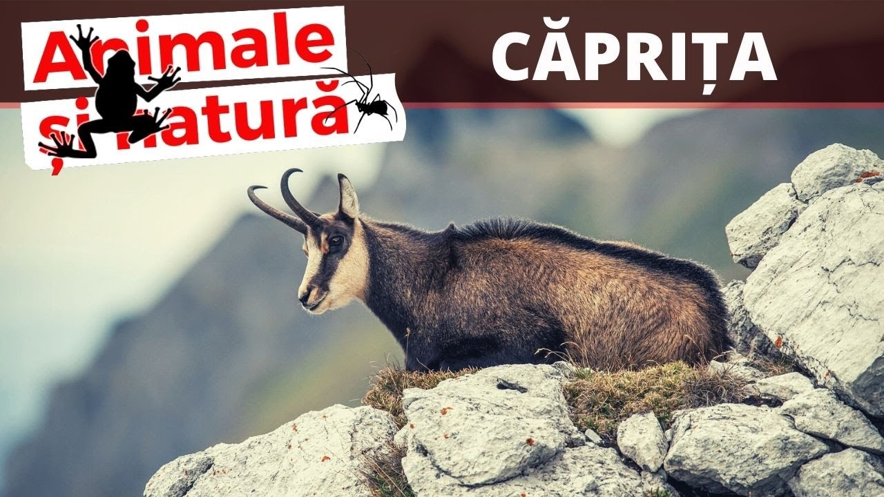 Fost monument al naturii in Romania (Capra neagra) - YouTube
