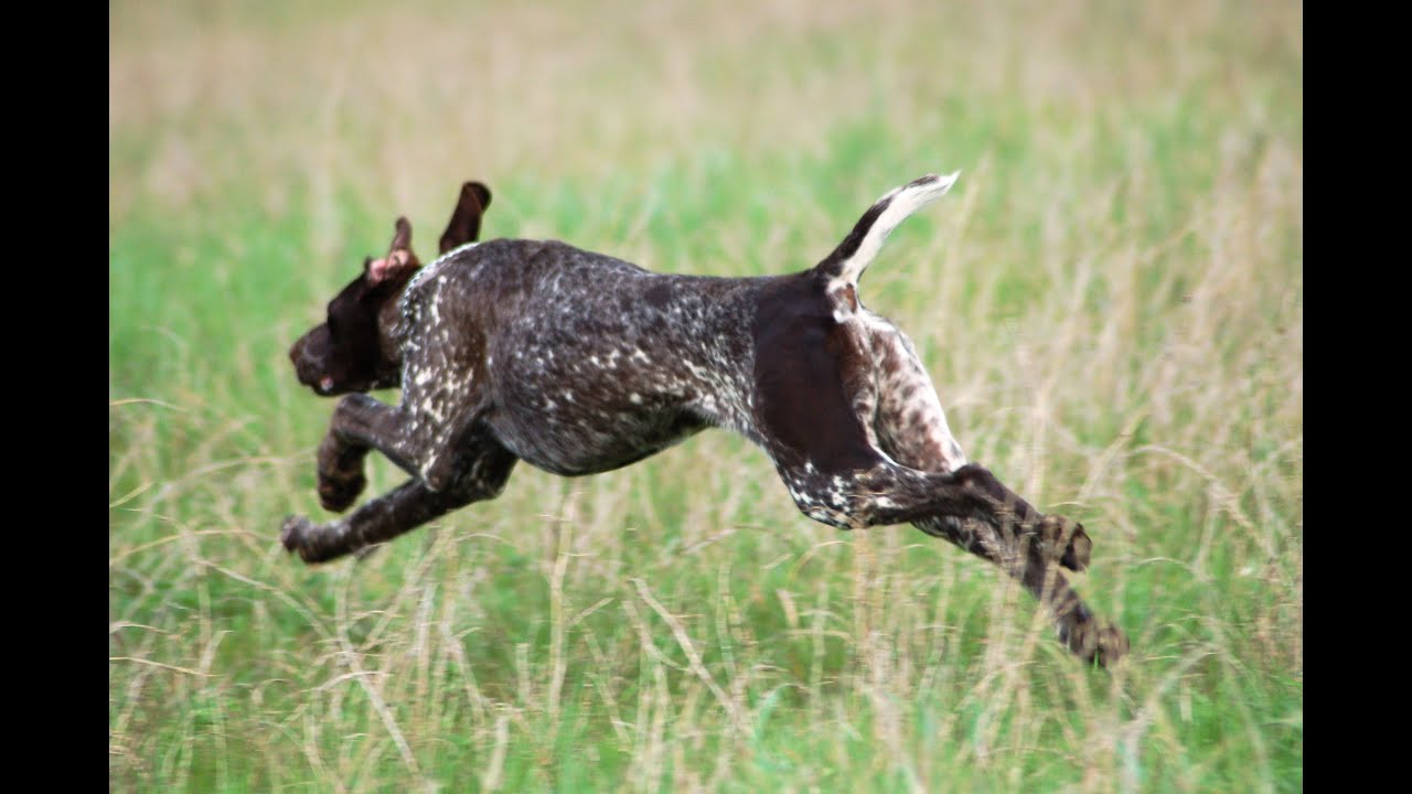 A Caccia col Cane da Ferma Emozioni 7 - LUGARI VIDEO HUNTING - YouTube