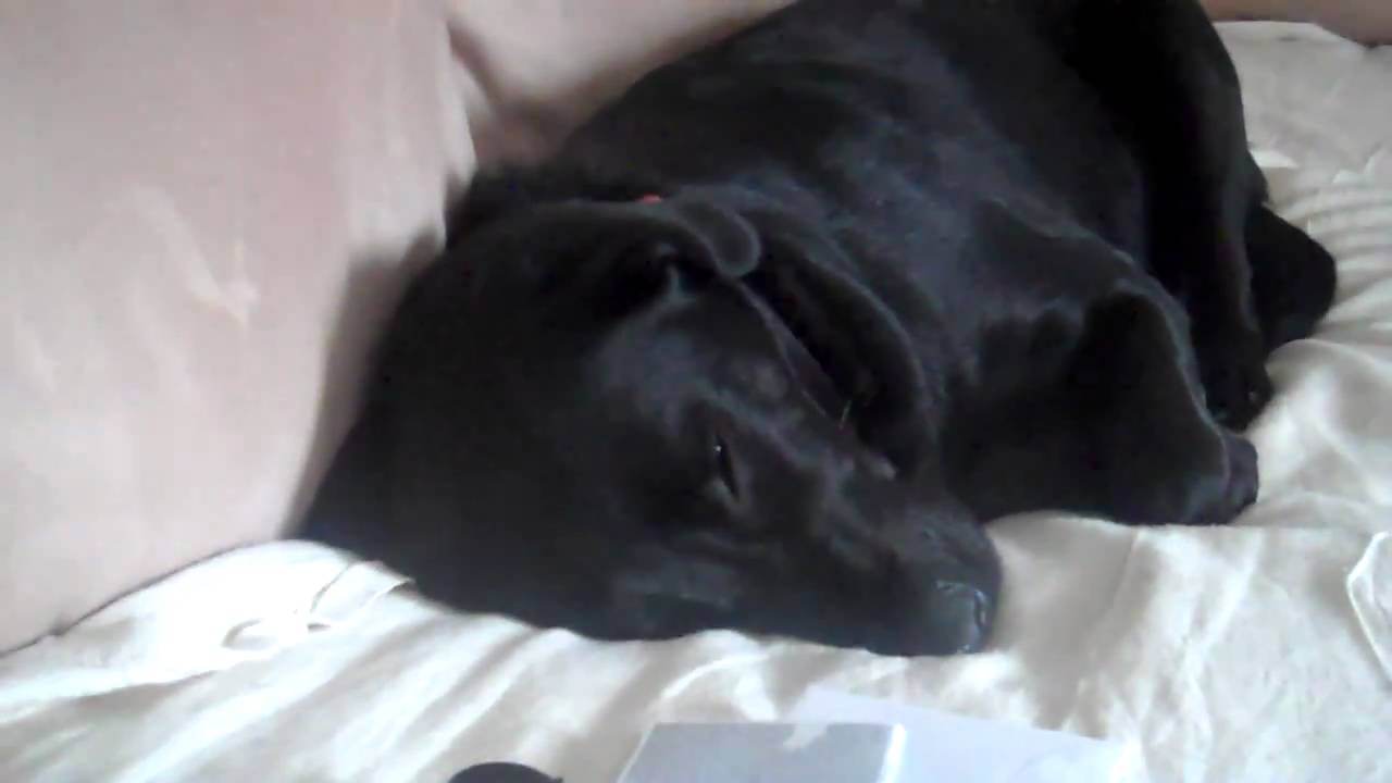 My little baby sleeping (black lab-97lbs 15 months old) - YouTube