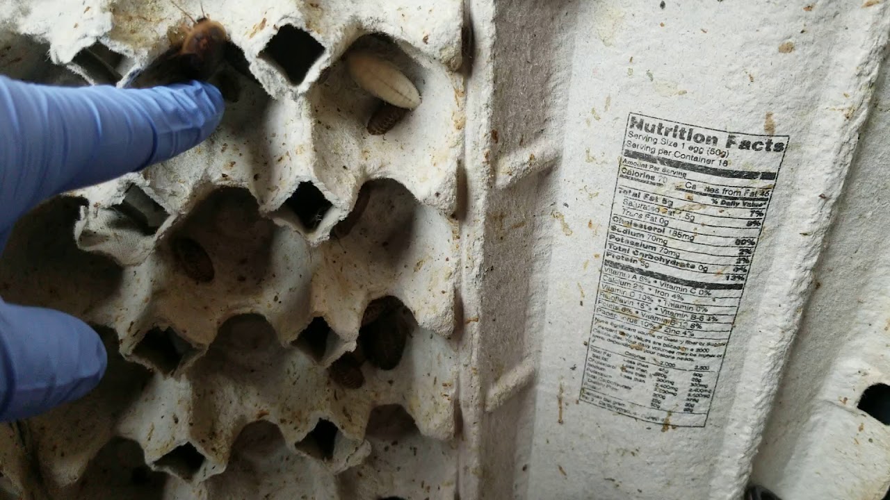 Roach colony - YouTube