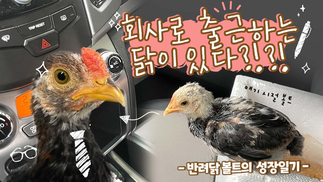 Bring a chicken to WORK!! A pet chicken "Bolt". - YouTube