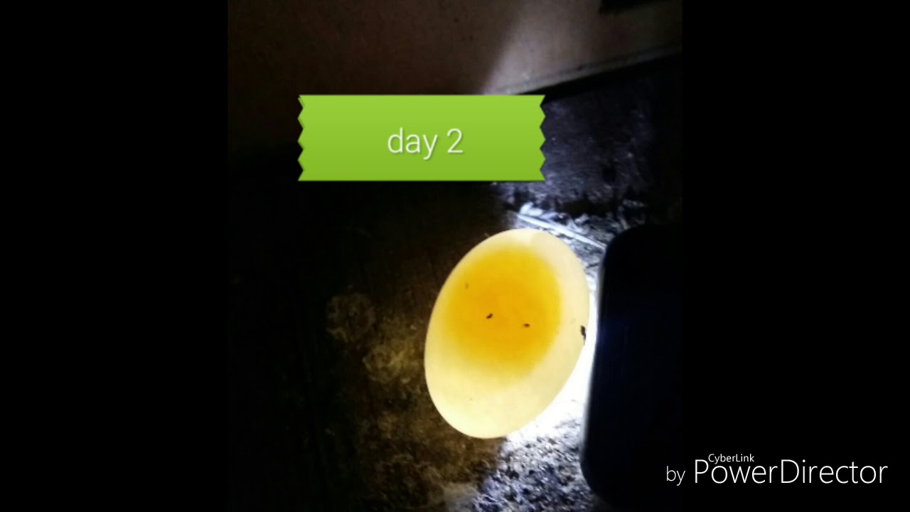 pigeon embryo development - YouTube
