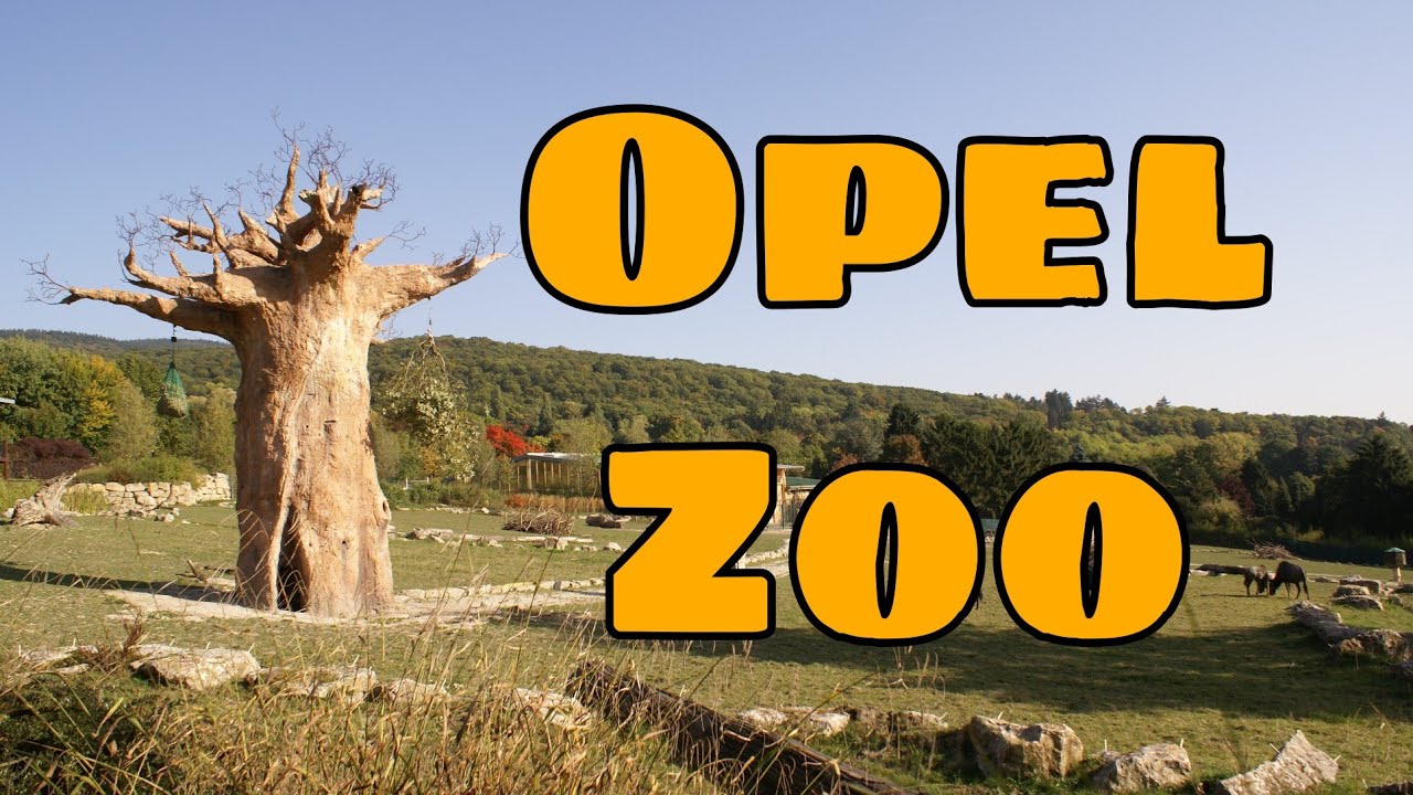 Opel Zoo Kronberg - YouTube