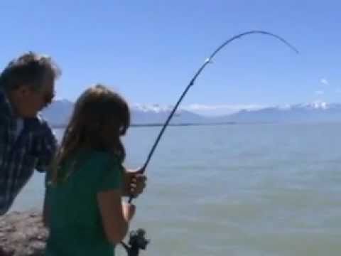 Big Carp Utah Lake - YouTube